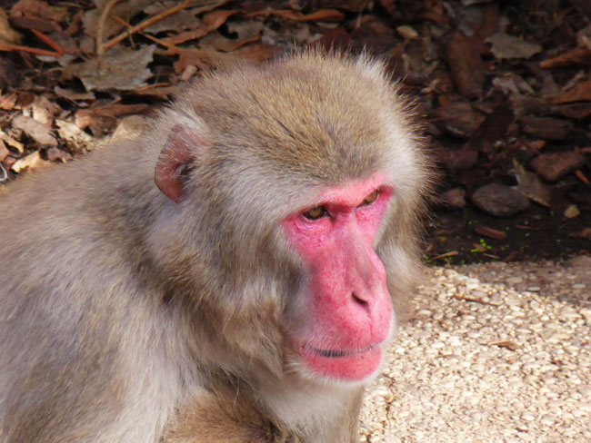 Macaques of Launceston - The Journey and the Destination