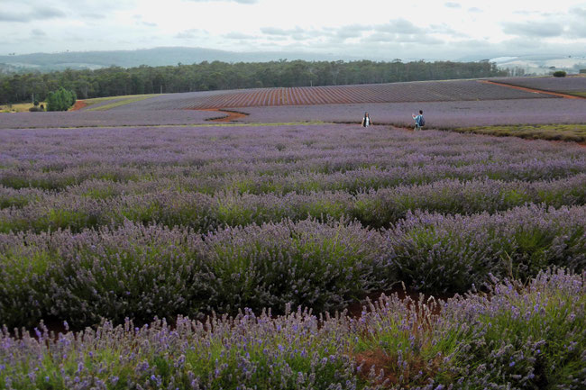 Visiting Bridestowe Lavender Estate - The Journey and the Destination