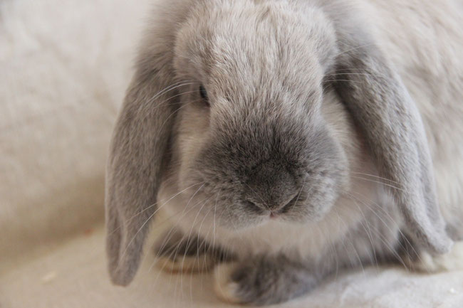 Les mâles lapins béliers nains - mespetitsdoux : lapins nains et géants ...