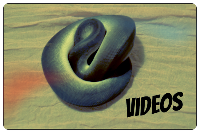 Videos - Happy Pythons - Python regius