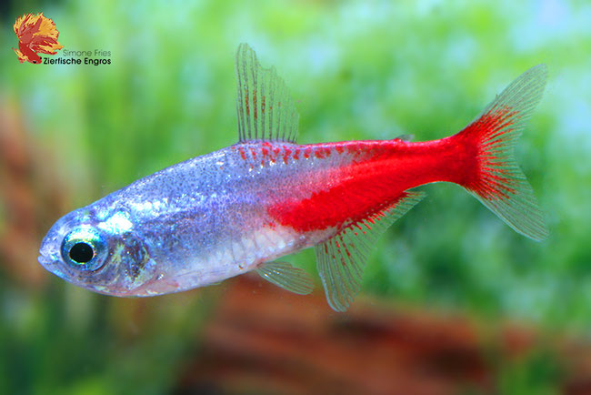 Diamant Neon - Simone Fries Zierfische engros