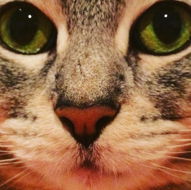 Ancient DNA Shows How Cats Took Over The World - Archaeology Almanac