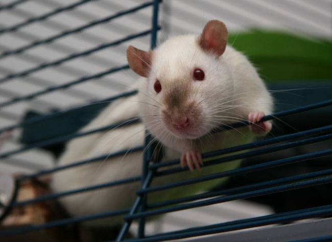 2014 - 2016 - Alles over tamme ratjes!