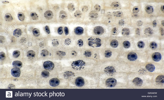 General - edbiologykmpk