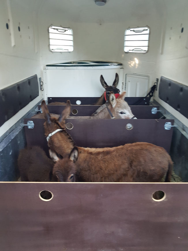 Miniesel - Miniaturesel - Mini Esel - anes miniatures - donkey ...