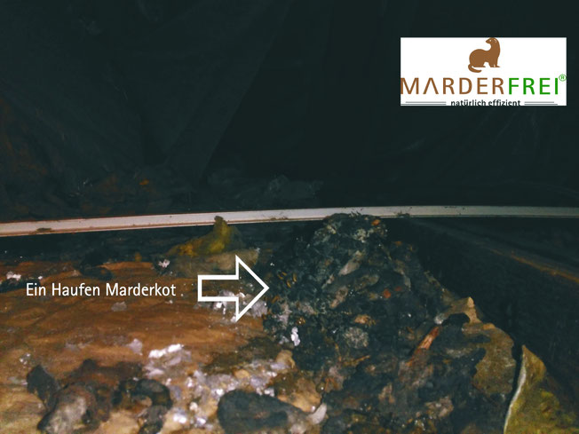 Bilder zum Marder - MARDERFREI GmbH Marderabwehr Marderschutz