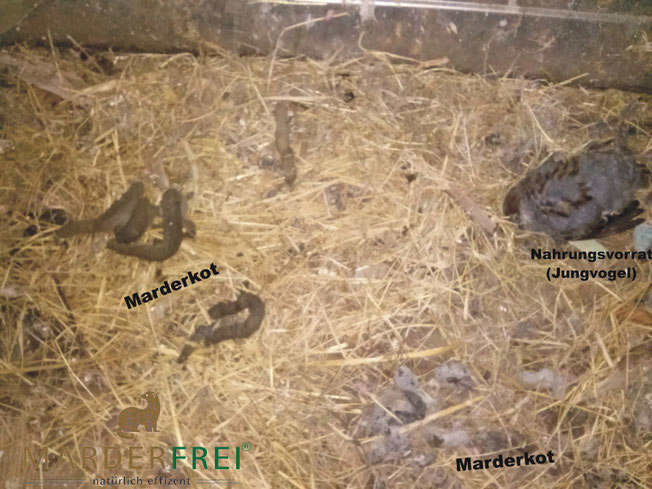 Bilder zum Marder - MARDERFREI GmbH Marderabwehr Marderschutz