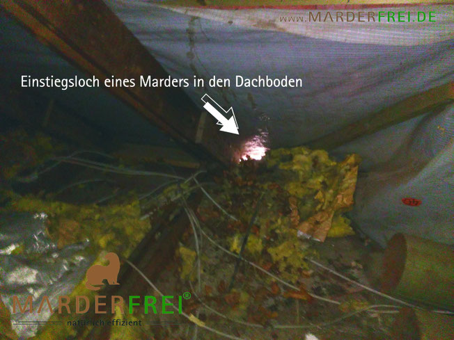 Bilder zum Marder - MARDERFREI GmbH Marderabwehr Marderschutz