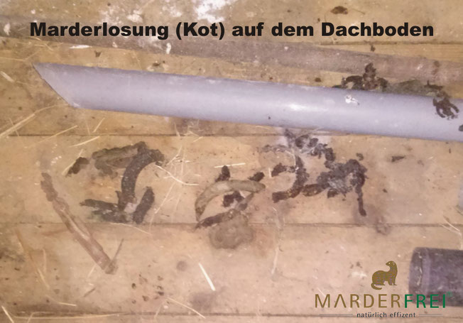 Bilder zum Marder - MARDERFREI GmbH Marderabwehr Marderschutz