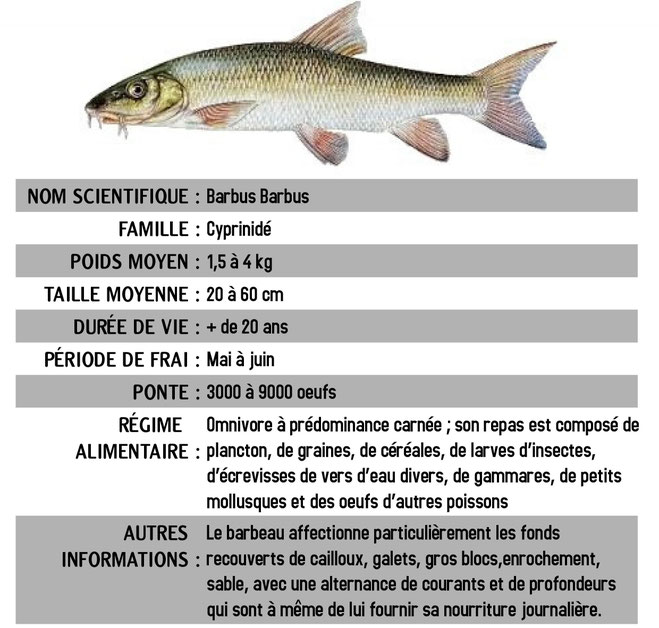 Barbeau - Site de aappma-valleedupetitmorin