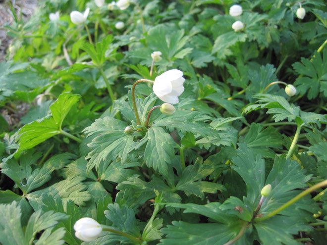 2018.4.27 - 大学村の森を守る会