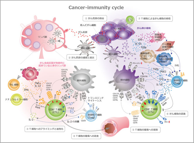 Cancer-immunity cycle - tokyo-med-imm