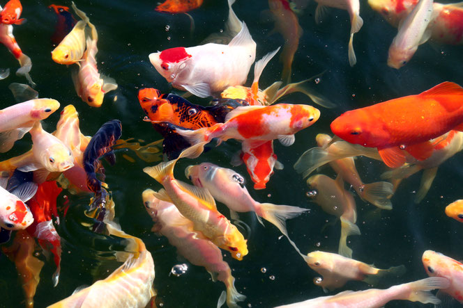 Aquaculture - Site de 3aquaponie