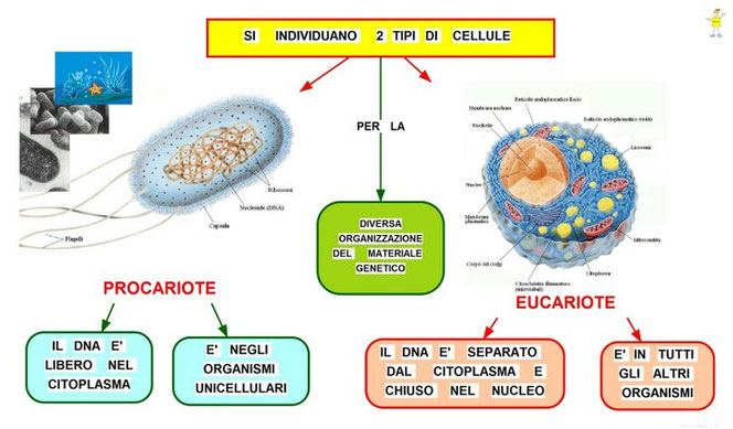 La Cellula - Benvenuti su macromicro8!
