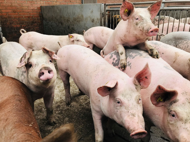 Schweinefutter - Utro Fikovit AG - Gesunde Tiere durch gutes Futter!