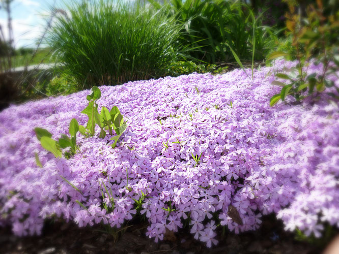 ich bin ruhig, gelöst und entspannt... - entspannt-l-e-b-e-ns Webseite!