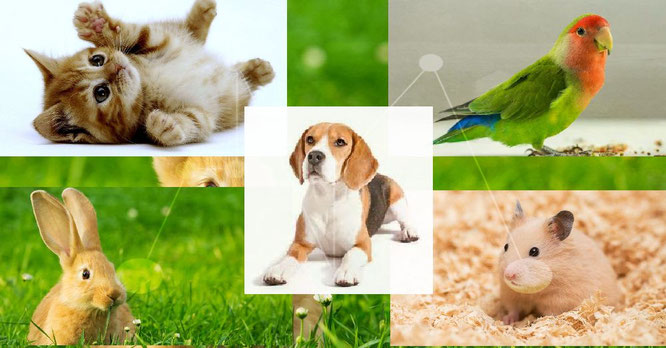 Top 5 animales domésticos en casa - Página web de mascotasdecasa10