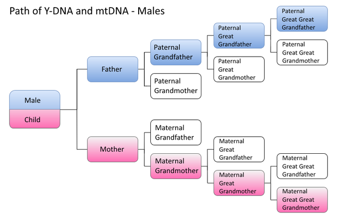 How DNA Testing Provides Proof of Relationships - Trimble County ...