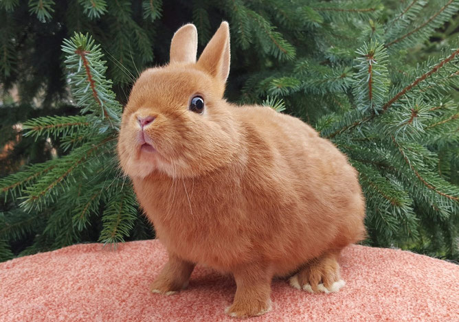 Farbenzwerge - Zwergkaninchenzucht Friedrich, Wernigerode