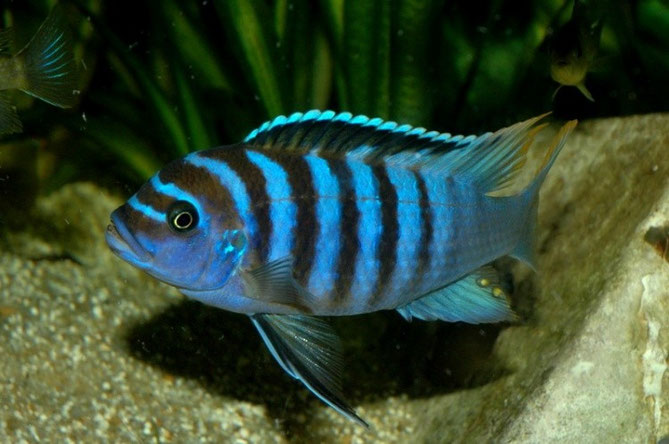 The family of cichlids (Cichlidae). - aquarium world