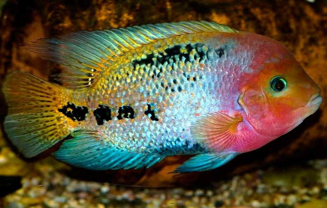 The family of cichlids (Cichlidae). - aquarium world