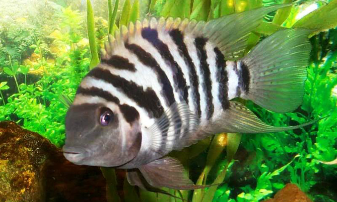The family of cichlids (Cichlidae). - aquarium world