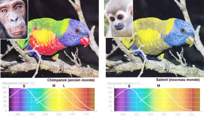 Les mécanismes nerveux de la vision et la parenté des Primates - Site ...