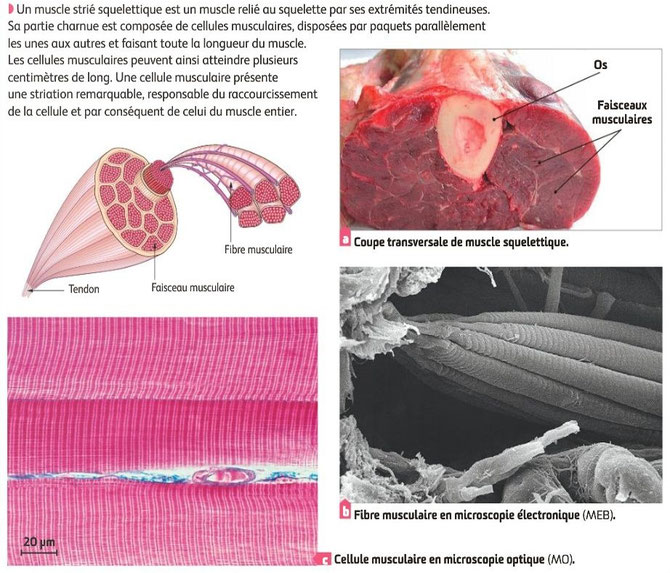 Préserver sa santé en pratiquant une activité physique (en cours de conception) - Site de cours ...