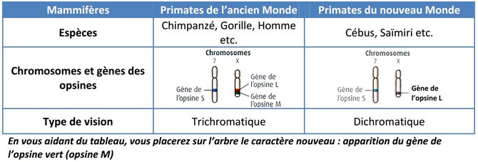 Les mécanismes nerveux de la vision et la parenté des Primates - Site ...