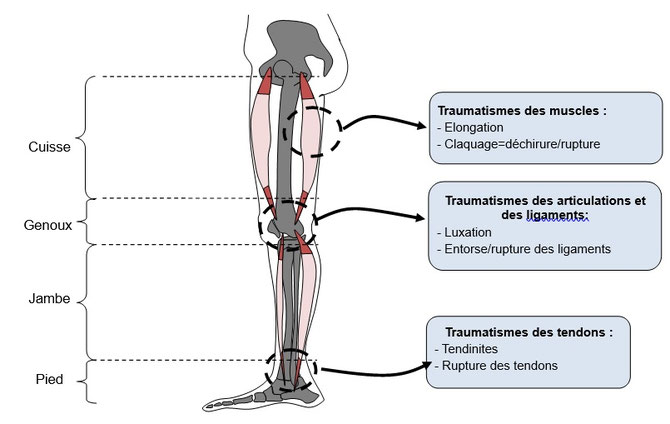 Préserver sa santé en pratiquant une activité physique (en cours de conception) - Site de cours ...