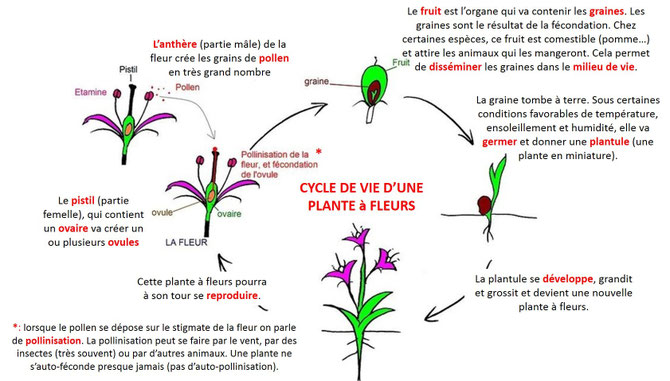 Schéma De La Reproduction Des Plantes à Fleurs | Chtoby Pomnili