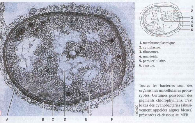 L'unité chimique et structurale du vivant - Site de cours de collège et ...