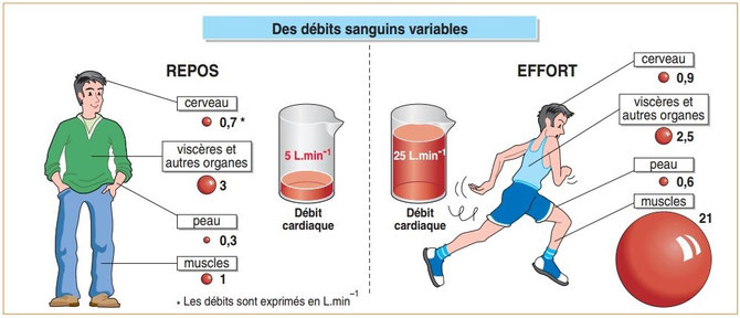 Fonctionnement de l'organisme et activité physique - Site de cours de collège et lycée en SVT