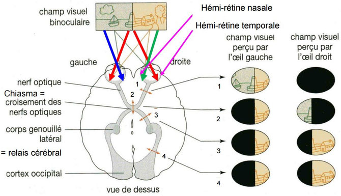 Les mécanismes nerveux de la vision et la parenté des Primates - Site ...