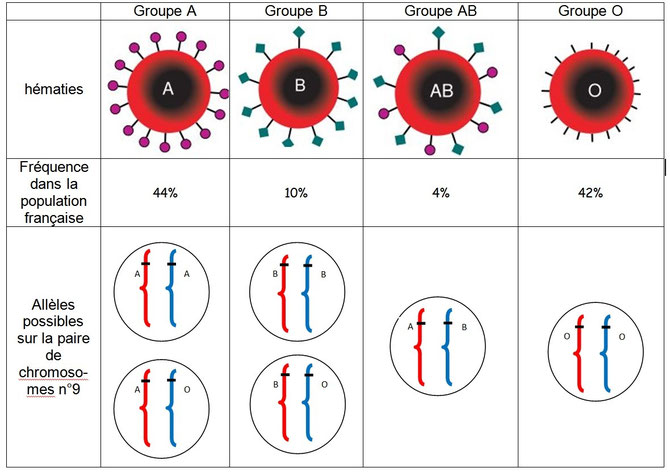 Chromosomes et information héréditaire - Site de cours de collège et ...