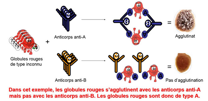 Chromosomes et information héréditaire - Site de cours de collège et ...
