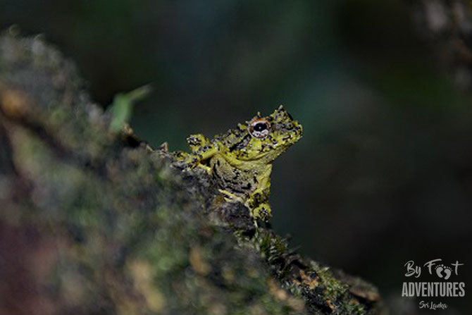 Amphibians - Sri Lanka / Knuckles Mountain Range / Trekking / Travel ...