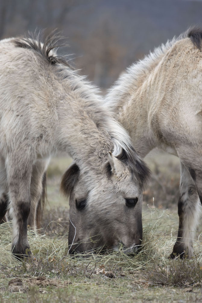 Animales prehistóricos - Paleolítico Vivo
