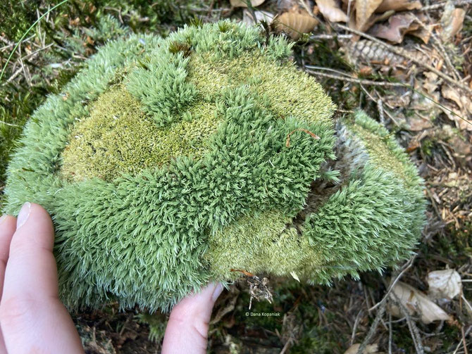 Moose - Magisches Marburg