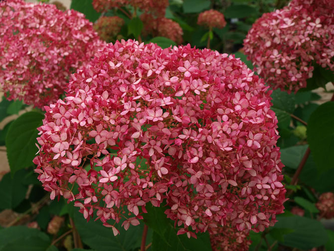 Invincibelle Spirit - Benvenuti su gliatlantivegetalidegliorticelli!