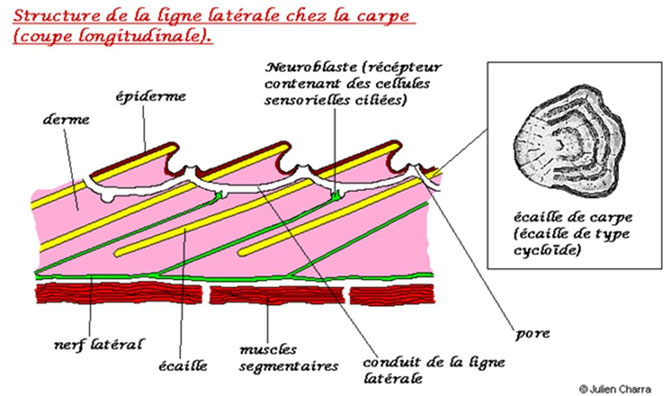 La Carpe page 3 - carpiste03