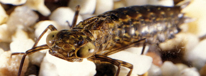 Libellenlarven - Crustakrankheiten.de