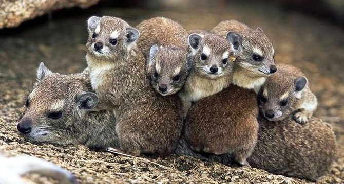 Animal Kingdom - Vacanze e Turismo in Kenya - Viaggio attraverso il Kenya