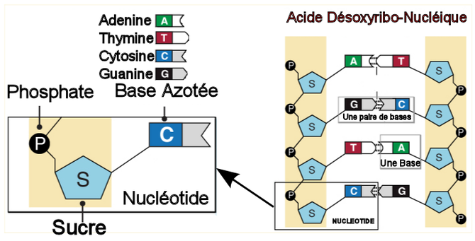 L'unité chimique et structurale du vivant - Site de cours de collège et ...