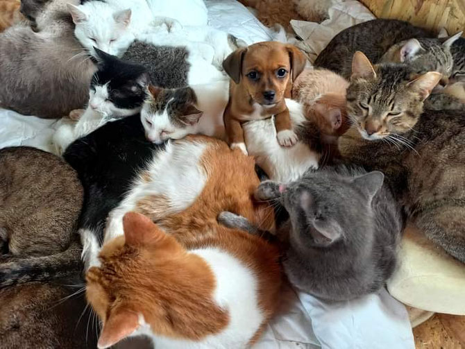 Ein Tier zu retten, verändert nicht die Welt. Aber die ganze Welt ...