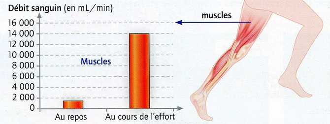 Chapitre 3: les besoins des organes pour fonctionner - Site de cours de ...