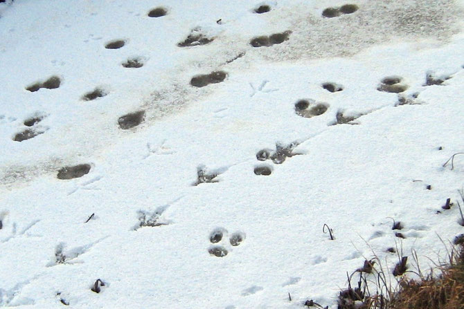 Sporen zoeken - De website van NatuurlijkMarieke!