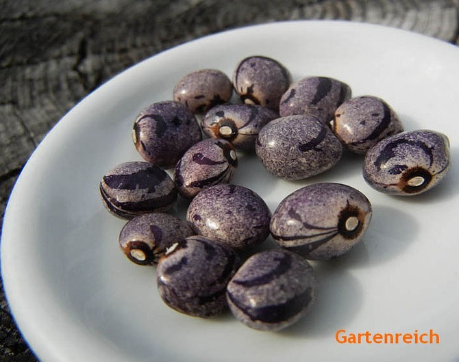 Bohnensorten - im-gartenreichs Webseite!