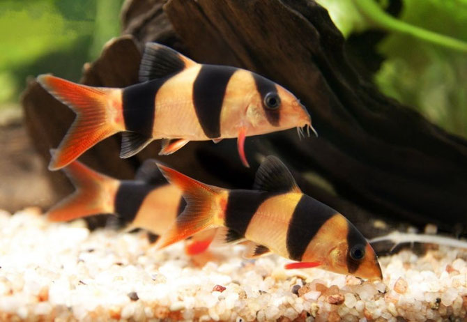 Clown loaches (Botia macracantha, Chromobotia macracanthus) - aquarium ...