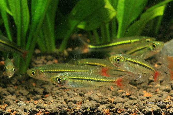 Red Tail Rasbora (Rasbora borapetensis) - aquarium world